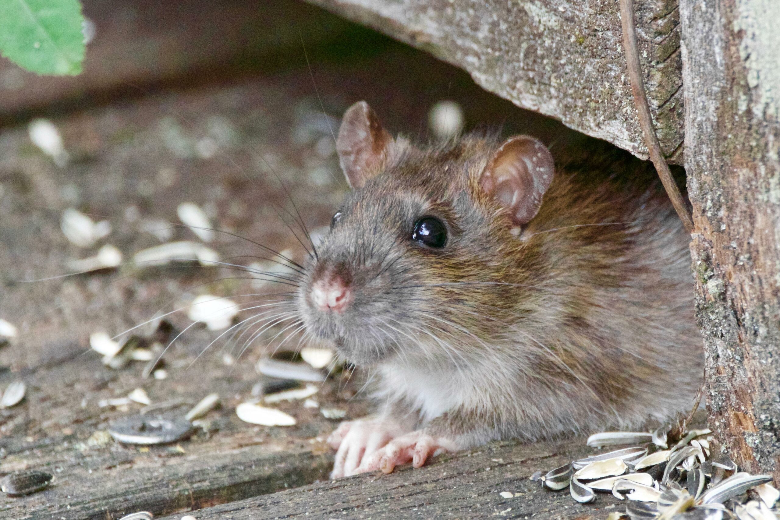 Rodent Control: Here’s What You Should Know About Rodenticides ...